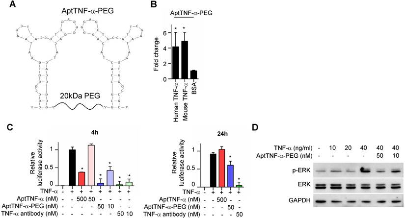 A Novel TNF-α-Targeting Aptamer for TNF-α-Mediated Acute Lung Injury ...