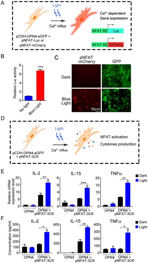 An Optogenetic Controllable T Cell System for Hepatocellular Carcinoma Immunotherapy