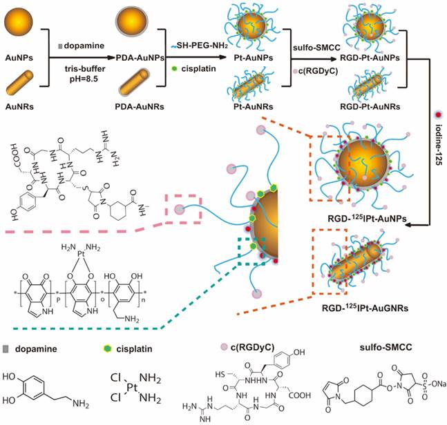 Tumor Chemo-Radiotherapy with Rod-Shaped and Spherical Gold Nano Probes ...