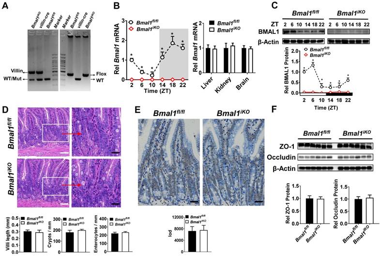 The Circadian Clock Gene Bmal1 Controls Intestinal Exporter MRP2 and ...