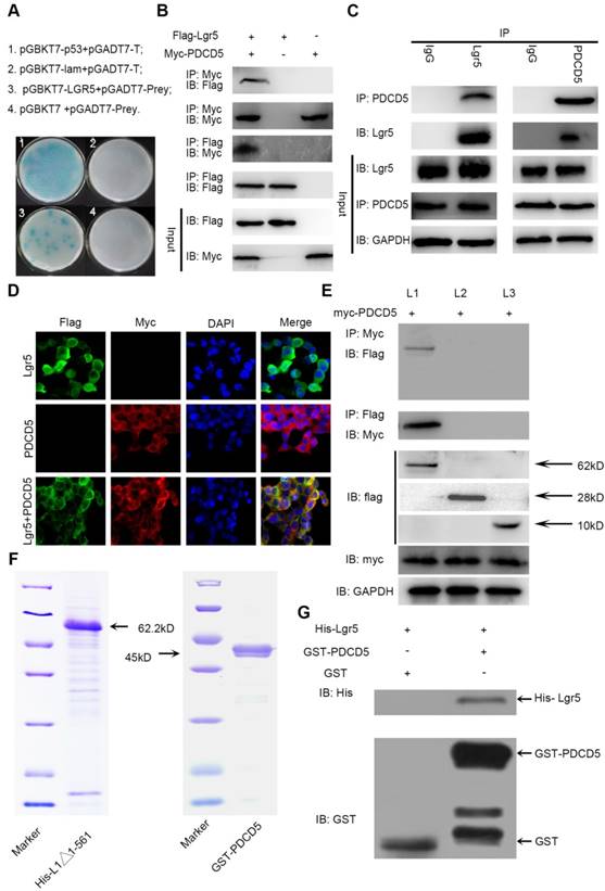 Lgr5-mediated p53 Repression through PDCD5 leads to doxorubicin ...