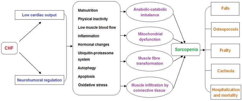 New insights into the pathogenesis and treatment of sarcopenia in ...
