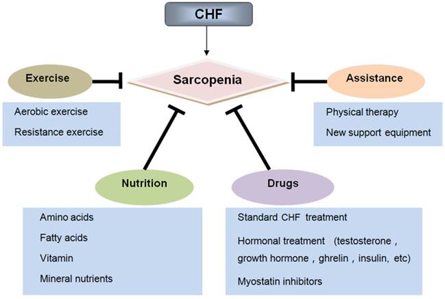 New insights into the pathogenesis and treatment of sarcopenia in ...