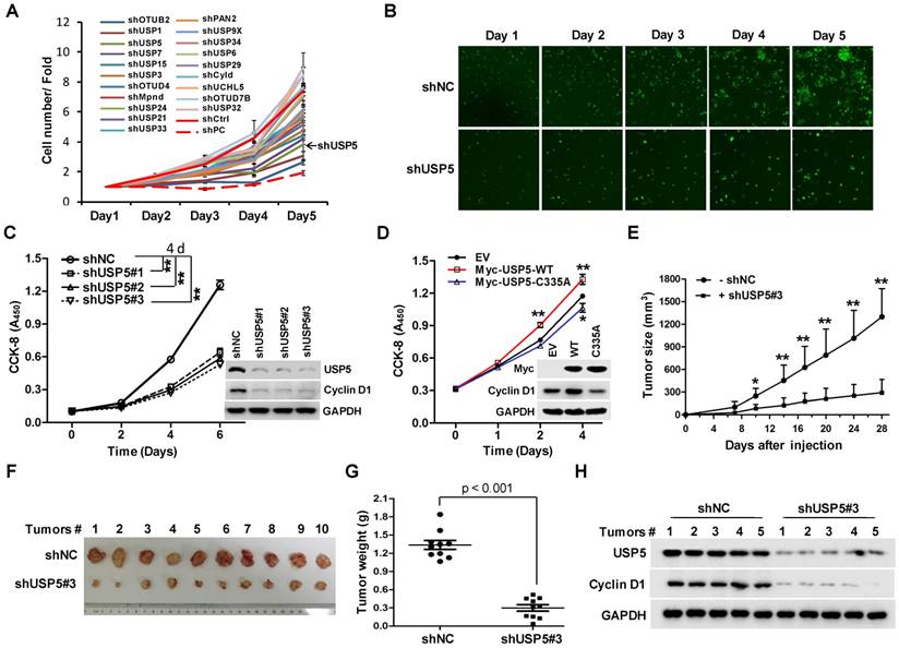 Ubiquitin specific peptidase 5 regulates colorectal cancer cell growth ...