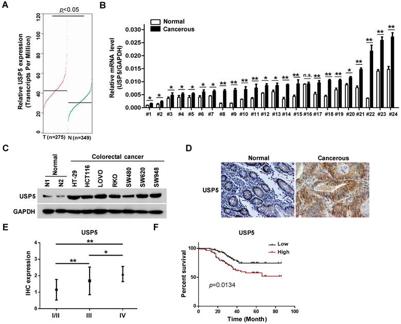 Ubiquitin specific peptidase 5 regulates colorectal cancer cell growth ...