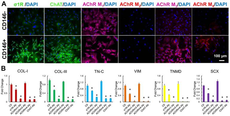 A Combination of Oxo-M and 4-PPBP as a potential regenerative ...