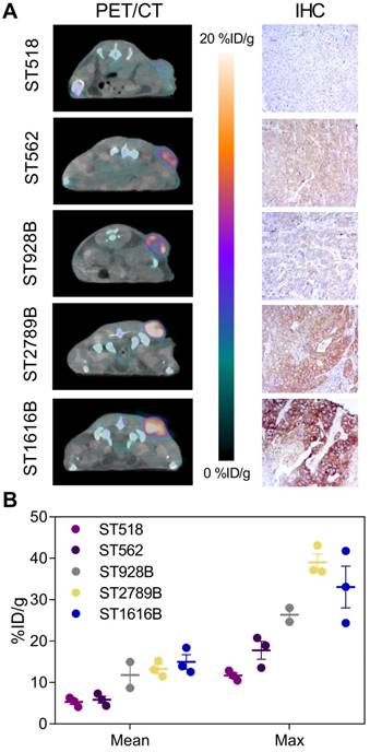 Site-specifically labeled 89Zr-DFO-trastuzumab improves immuno ...