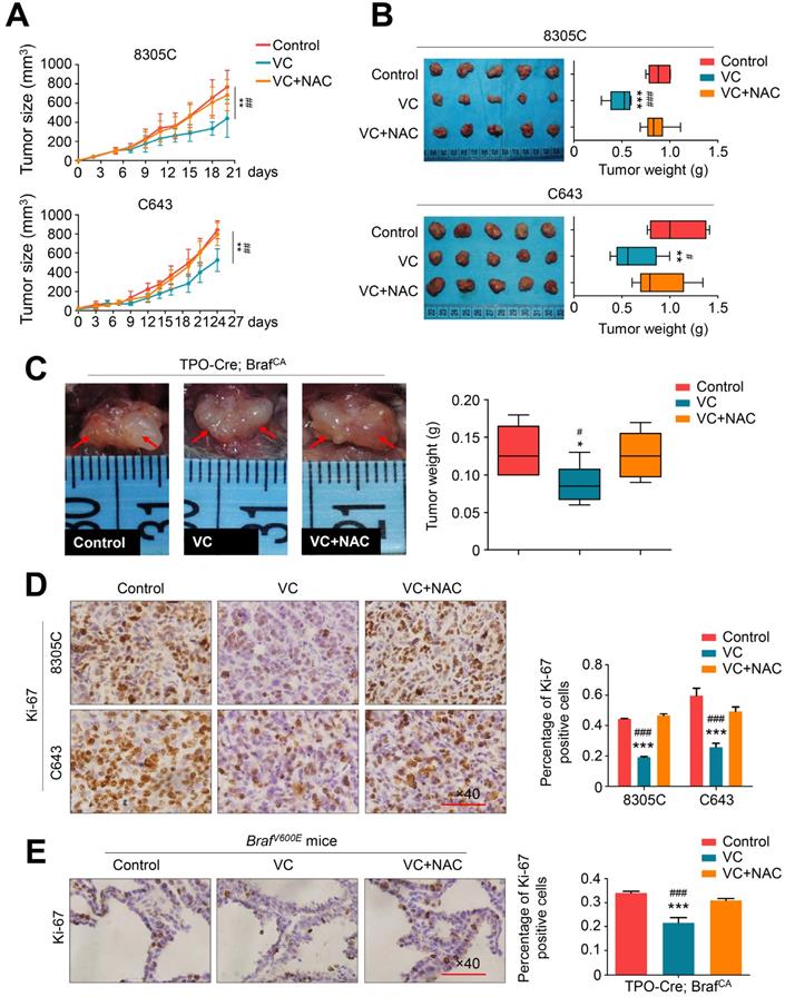 Vitamin C kills thyroid cancer cells through ROS-dependent inhibition ...
