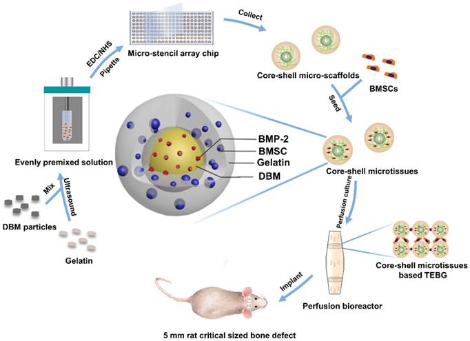 Biomimetic open porous structured core-shell microtissue with enhanced ...
