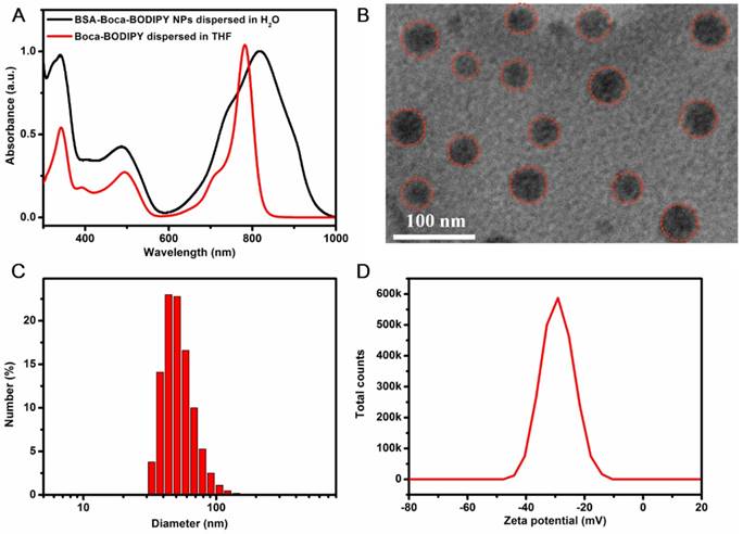 Molecular Engineering of Near-Infrared Light-Responsive BODIPY-Based ...