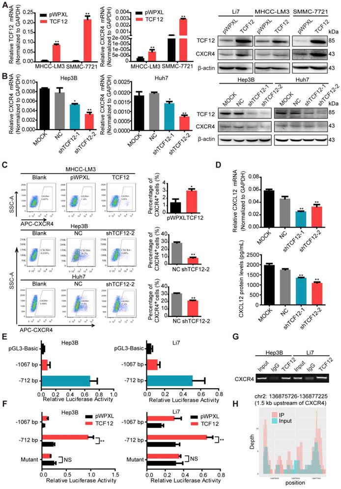 TCF12 promotes the tumorigenesis and metastasis of hepatocellular ...