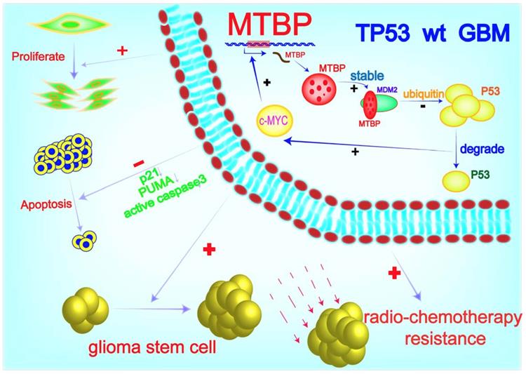 MTBP regulates cell survival and therapeutic sensitivity in TP53 ...