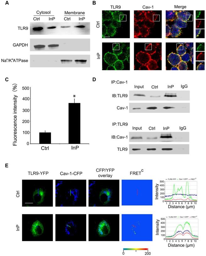 Membrane TLR9 Positive Neutrophil Mediated MPLA Protects Against Fatal ...