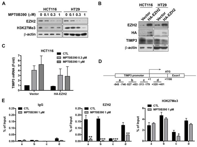 TIMP3 expression associates with prognosis in colorectal cancer and its ...