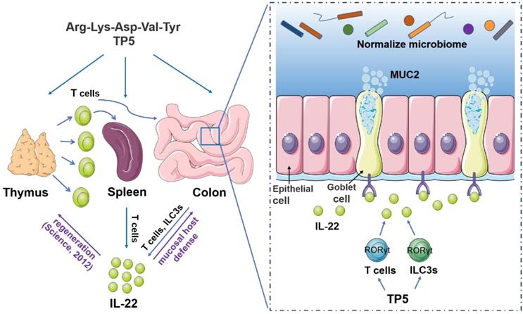 Thymopentin ameliorates dextran sulfate sodium-induced colitis by ...
