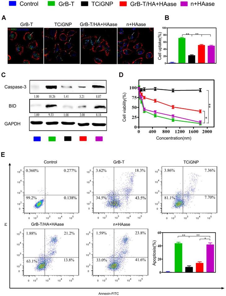 A novel Granzyme B nanoparticle delivery system simulates immune cell ...