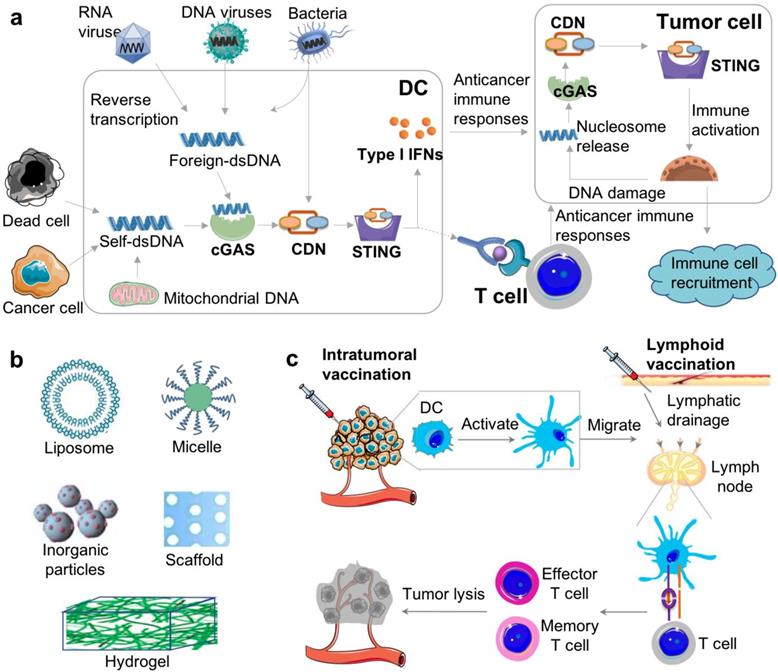 STING activation in cancer immunotherapy