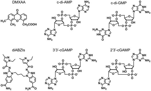 STING activation in cancer immunotherapy
