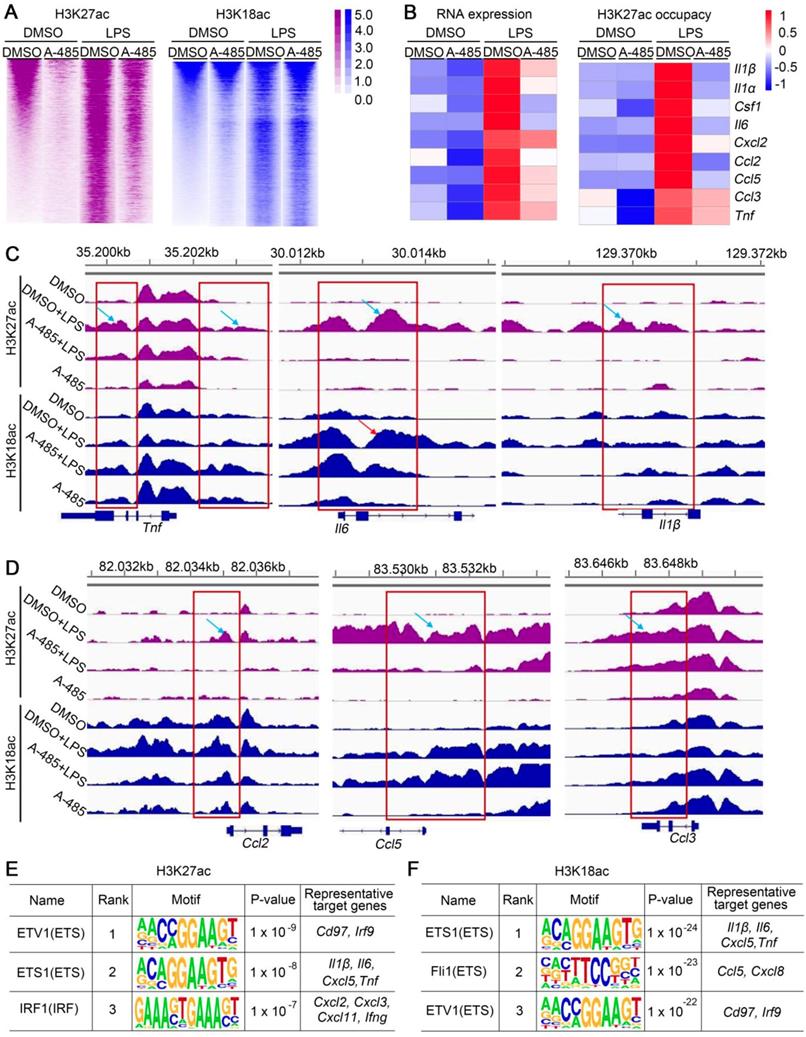p300/CBP inhibitor A-485 alleviates acute liver injury by regulating ...