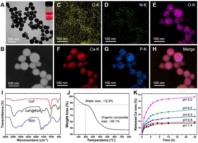 Liver-targeted delivery of TSG-6 by calcium phosphate nanoparticles for ...