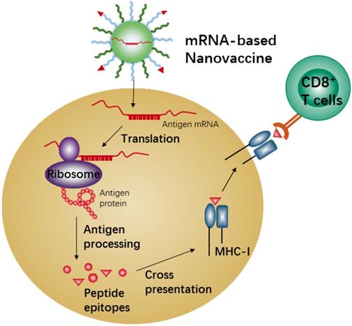 RNA Nanotechnology-Mediated Cancer Immunotherapy