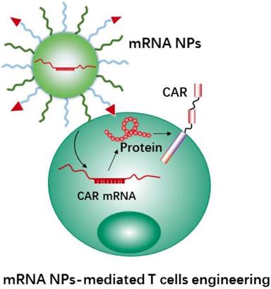 RNA Nanotechnology-Mediated Cancer Immunotherapy
