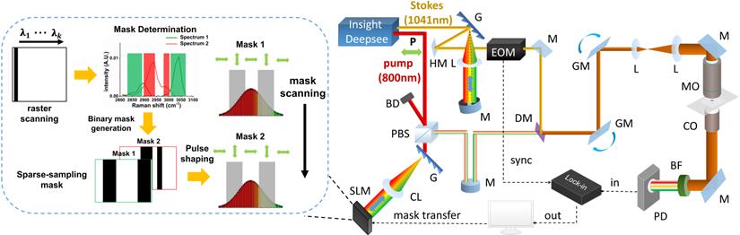 Spatial light-modulated stimulated Raman scattering (SLM-SRS ...