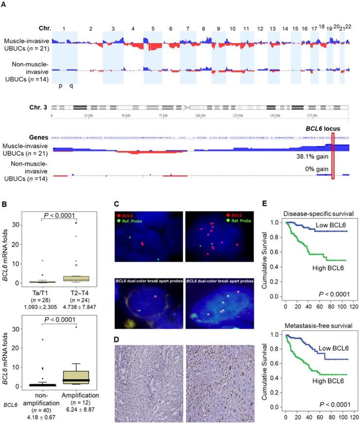 Amplification-driven BCL6-suppressed cytostasis is mediated by ...