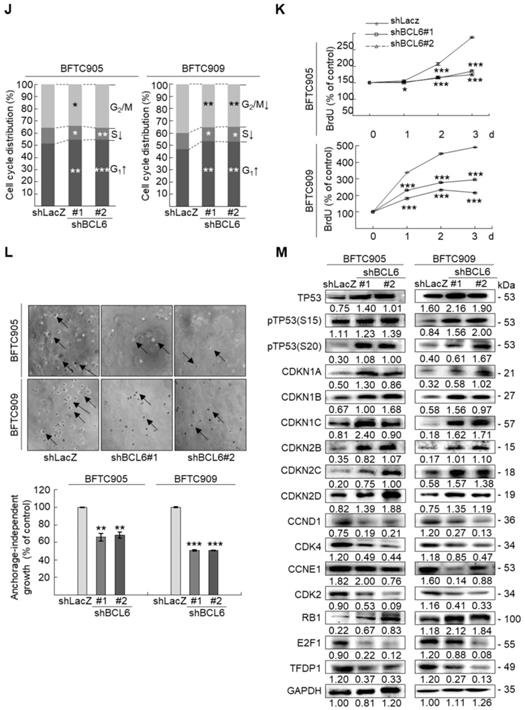 Amplification-driven BCL6-suppressed cytostasis is mediated by ...