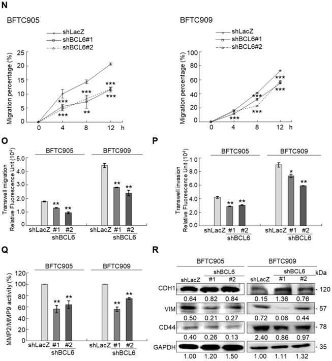 Amplification-driven BCL6-suppressed cytostasis is mediated by ...