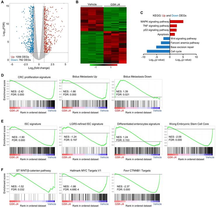 Targeted inhibition of KDM6 histone demethylases eradicates tumor ...