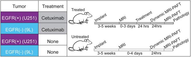 Noninvasive quantification of target availability during therapy using ...