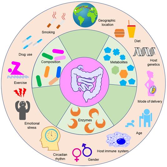Targeting gut microbiota for precision medicine: Focusing on the ...