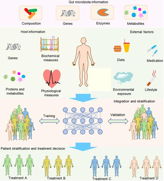 Targeting gut microbiota for precision medicine: Focusing on the ...