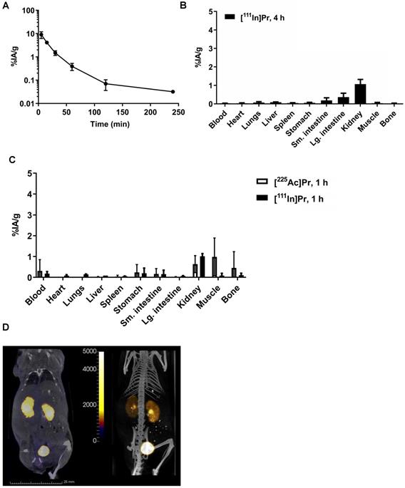 Alpha radioimmunotherapy using 225Ac-proteus-DOTA for solid tumors ...