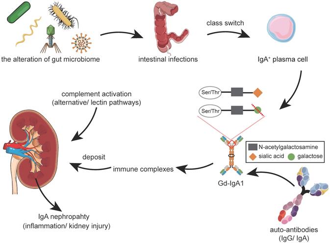 Perspectives on how mucosal immune responses, infections and gut ...