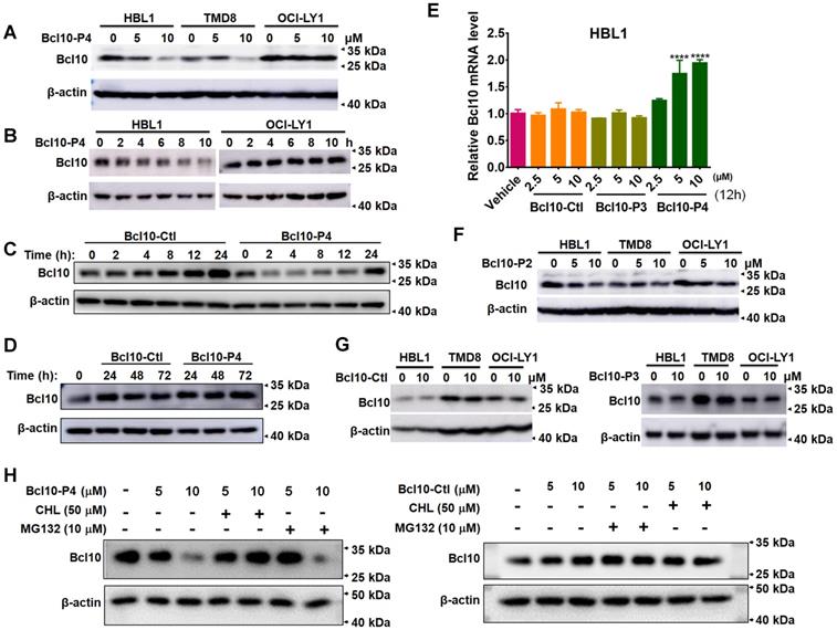 Targeting BCL10 by small peptides for the treatment of B cell lymphoma