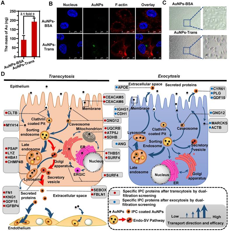 Proteomic analysis of intracellular protein corona of nanoparticles ...