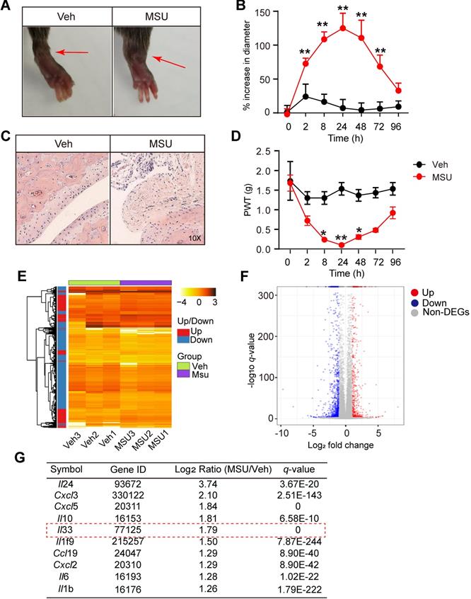 IL-33/ST2 induces neutrophil-dependent reactive oxygen species ...