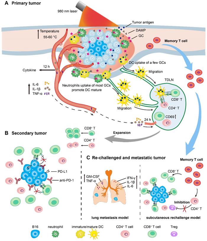 Neutrophil infiltration and whole-cell vaccine elicited by N ...