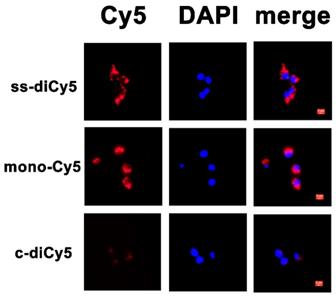 Glutathione-responsive disassembly of disulfide dicyanine for tumor ...