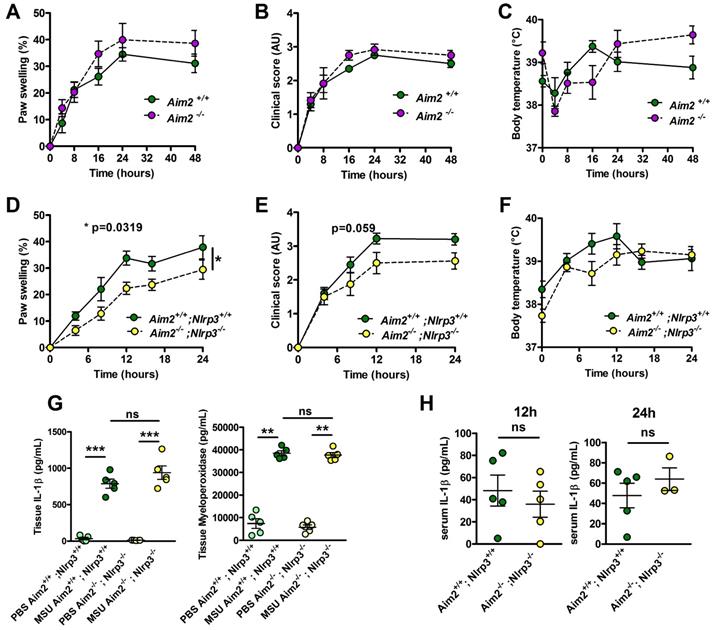 A mouse model of MSU-induced acute inflammation in vivo suggests ...