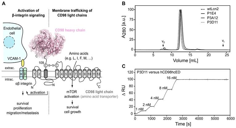 Development of a high affinity Anticalin® directed against human CD98hc ...
