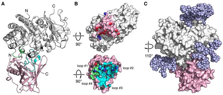 Development of a high affinity Anticalin® directed against human CD98hc ...
