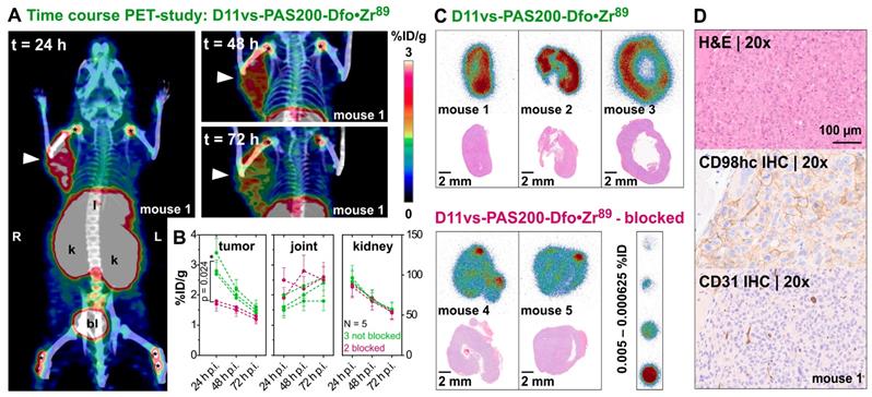 Development of a high affinity Anticalin® directed against human CD98hc ...