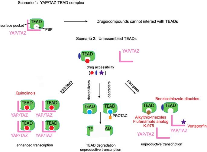 A combat with the YAP/TAZ-TEAD oncoproteins for cancer therapy