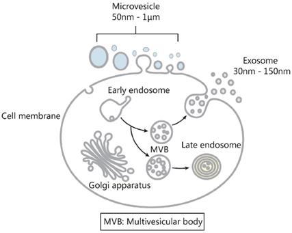 Progress, opportunity, and perspective on exosome isolation - efforts ...