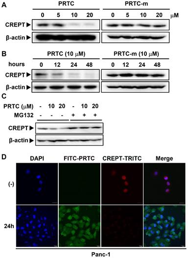 A cell-permeable peptide-based PROTAC against the oncoprotein CREPT ...