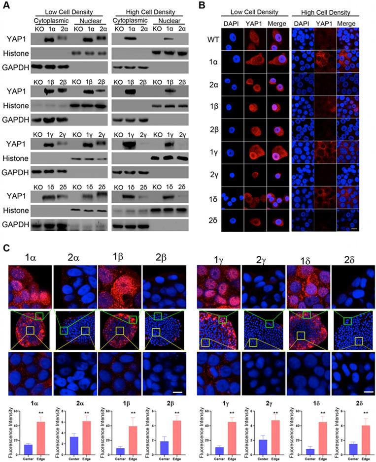 The WW domains dictate isoform-specific regulation of YAP1 stability ...