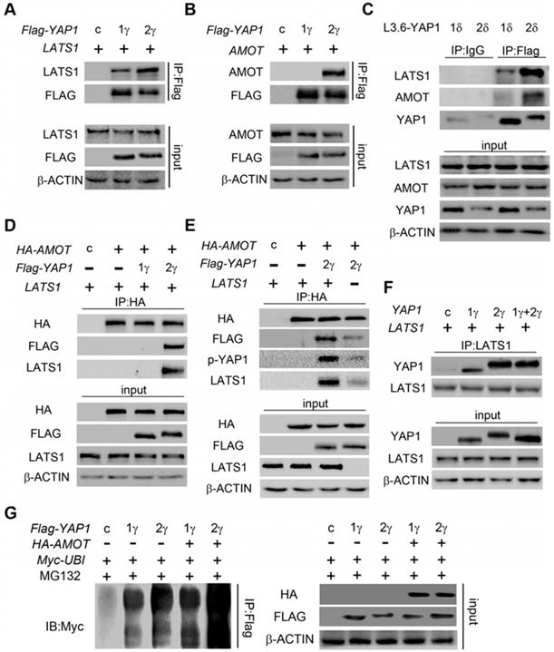 The WW domains dictate isoform-specific regulation of YAP1 stability ...